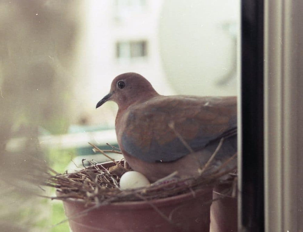 The Dangers of Pigeon Droppings and How to Avoid Them | Wave Pest Services