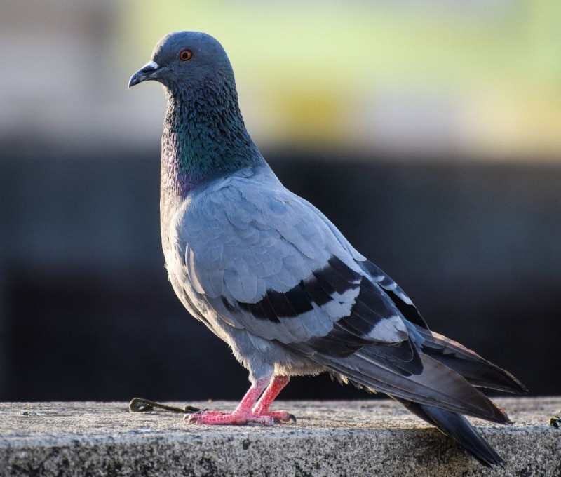 The Dangers of Pigeon Droppings and How to Avoid Them | Wave Pest Services