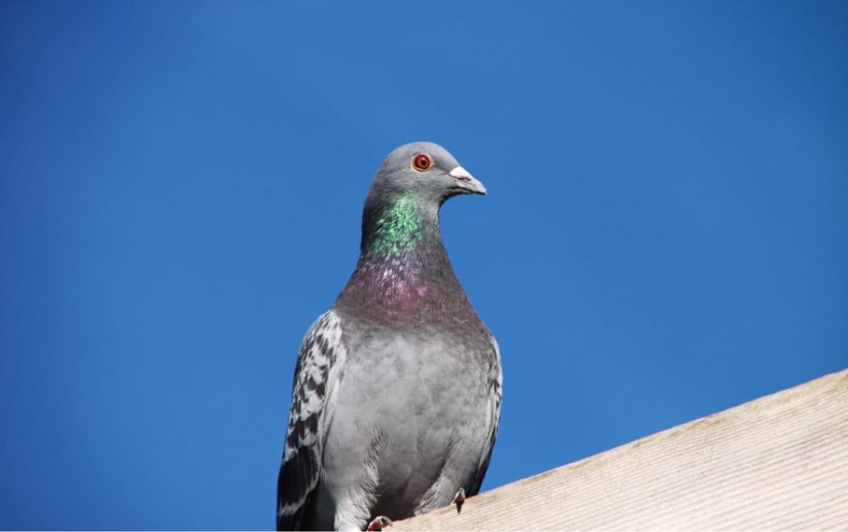 DIY Pigeon Removal: What Are Effective Tips and Tricks for Successful ...